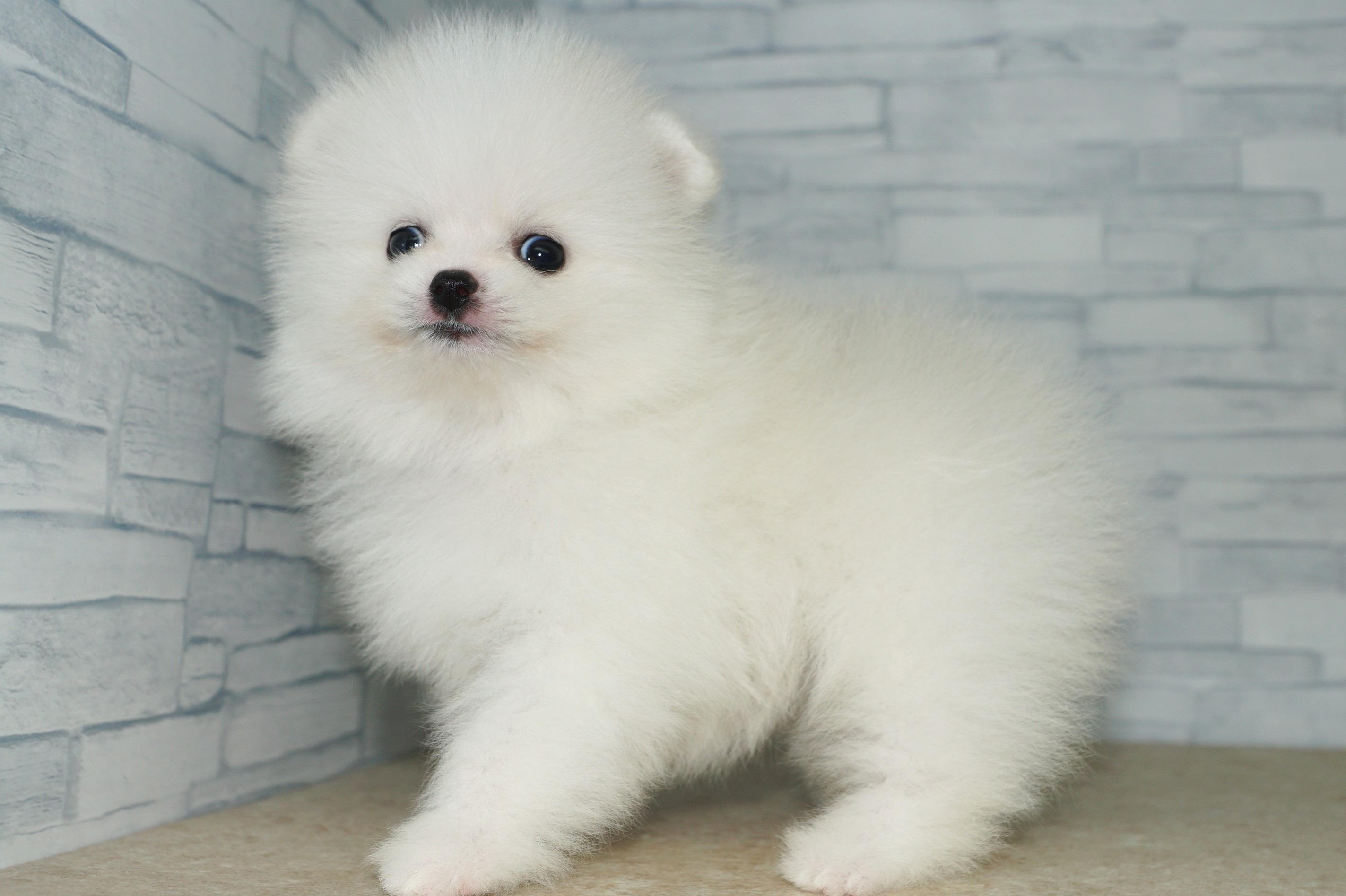 詳細 | 在舎一覧 | きくちペット